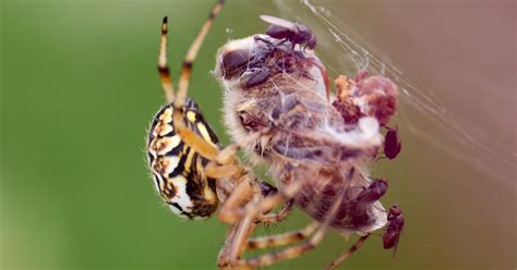 Spider Caught A Bee