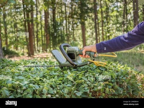 Man Using Hedge Trimmer To Trim Hedge Male Landscaper Pruning Shrub With Electric Shear Tool
