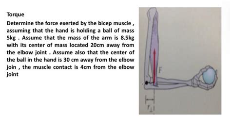 Solved Torque Determine The Force Exerted By The Bicep