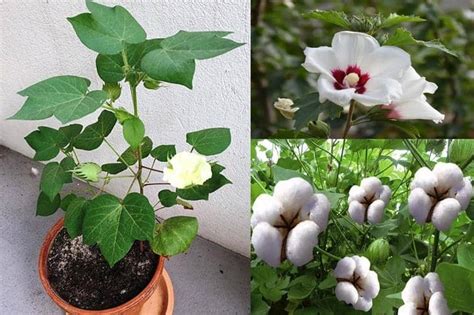 Cómo Cultivar Algodón Siembra Cuidados Y Cosecha Eco Jardín Mágico