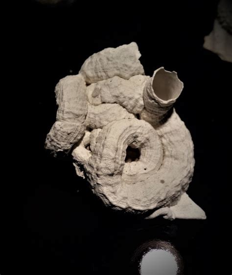 Fossil Worm Burrows Fossil Id The Fossil Forum