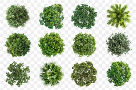 PNG Tree Top View Transparent Free PNG Rawpixel