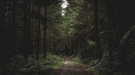 4k Pc Forest Wallpapers Wallpaper Cave