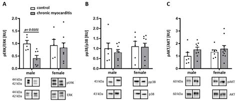 Sex Differences In Expression Of Pro Inflammatory Markers And Mirnas In
