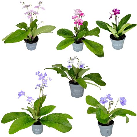 Streptocarpus 13cm The Horti House