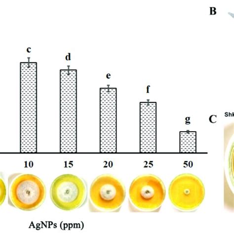 A The Antifungal Activity Of Green Synthesized Silver Nanoparticles Download Scientific