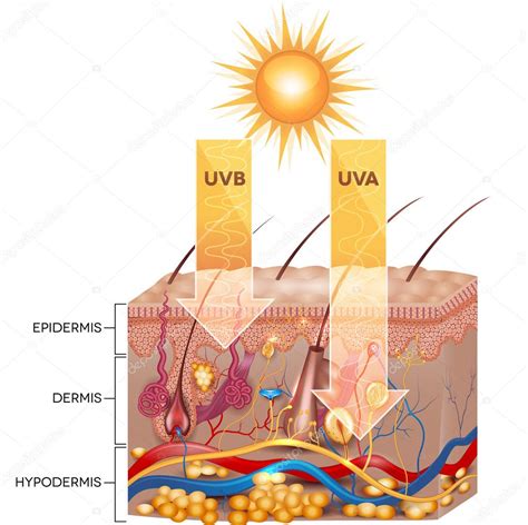 UVB And UVA Radiation Stock Vector Megija 64058565