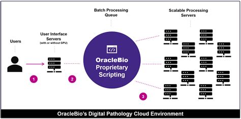 Spatial Phenotyping In Digital Pathology Defining A Multiplex If Image