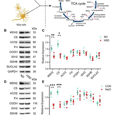 Expression Of Related TCA Cycle Enzymes Using Western Blotting A Download Scientific Diagram
