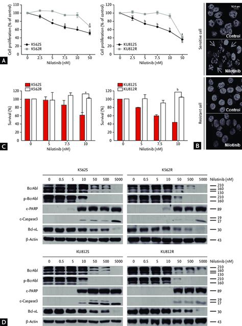 Generation Of Nilotinib Resistant Cell Lines A Ez Cytox Assay For