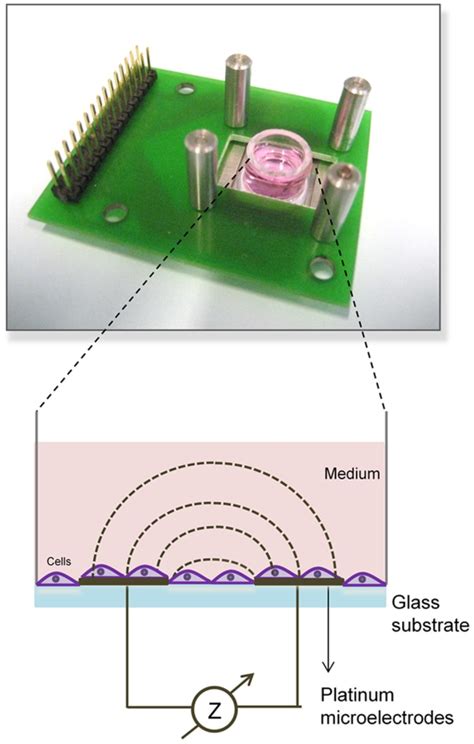 Schematic Of Cell Culture On Microelectrodes Bottom Download