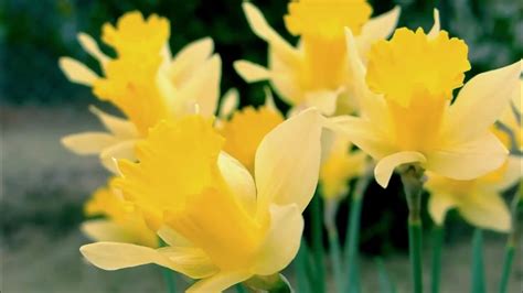 გაზაფხული ენდი ნემსიწვერიძე Youtube