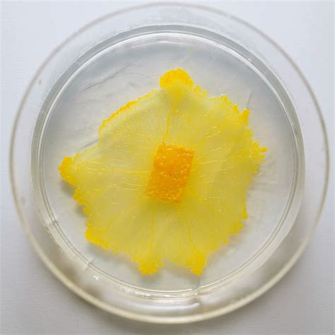 Kit Blob Physarum Polycephalum Etsy Kit Blob Physarum Polycephalum Etsy