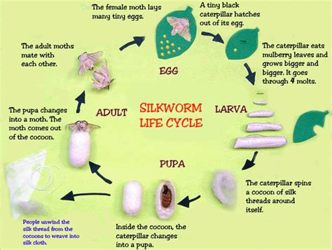 Silk Morfology Textile And Fibre Science Gate Prepration