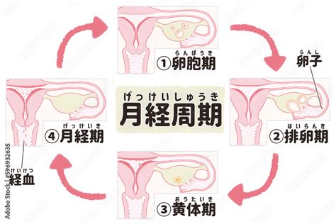 Phases Of Menstrual Cycle Diagram Japanese Language Png Stock