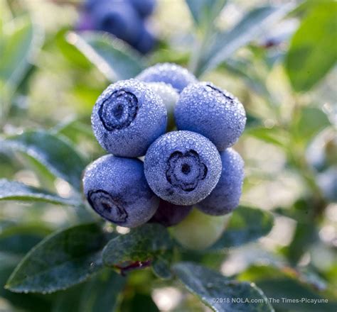 Where To Pick Blueberries On Louisiana Mississippi Farms Where NOLA