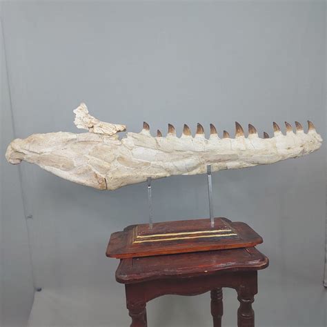 27 Huge Mosasaurus Jaw Fossil Original Fossilized Fossilpaleo