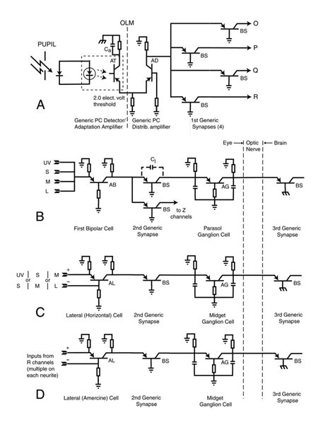 32 1 The Large Signal Circuit Diagram Of The Fundamental Signal Paths Download Scientific