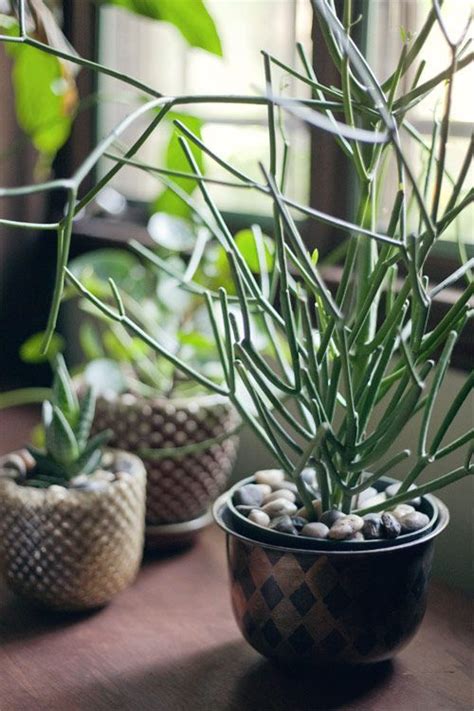 Cactus Garden Decor Three Pots With Lush Plants