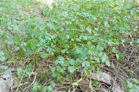 ကျောက်ဆည်မြို့နယ်တွင် ကာလတိုဟင်းသီးဟင်းရွက်များ တစ်ပိုင်တစ်နိုင် စိုက်ပ