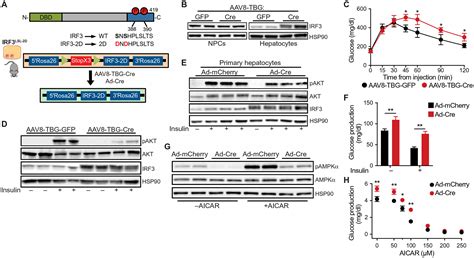Hepatic Irf3 Fuels Dysglycemia In Obesity Through Direct Regulation Of Ppp2r1b Pmc