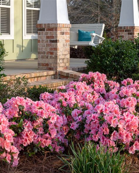 When And How To Trim Azalea Bushes At Rachel Fairweather Blog