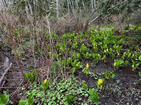 Wetland Marsh Plants