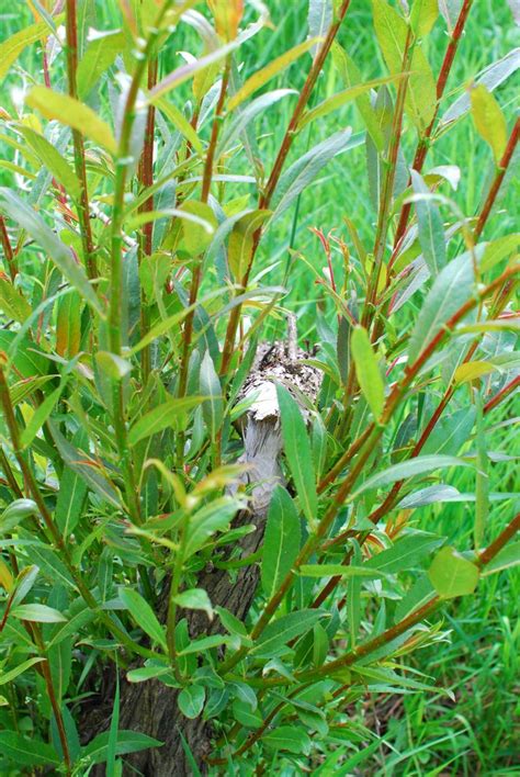 Understanding The Ecosystem Engineer Naturescot