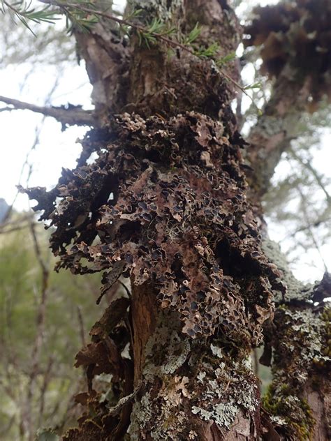 Pseudocyphellaria Crassa From Tasman District Tasman New Zealand On January 2 2021 At 11 36