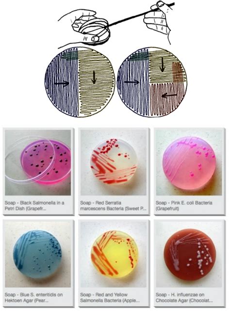 Aseptic Procedure Beauty In Biology