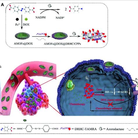 A Synthesis Process And Azoreductase Responsive Release Under Download Scientific Diagram