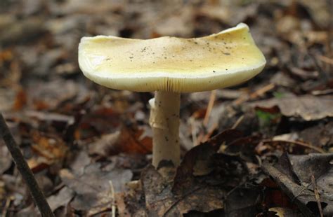 You Can Touch Them Just Dont Eat Them Death Cap Mushrooms Sicken