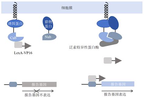 酵母双杂交（膜系统）服务 泰克生物—酵母与噬菌体展示cro，纳米抗体与抗体药物开发专家
