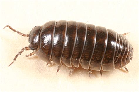 Pillbug Armadillidium Vulgare Bugguidenet