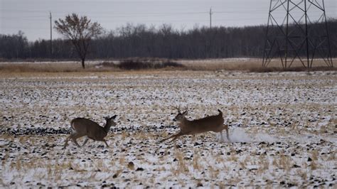 White Tailed Deer Attack