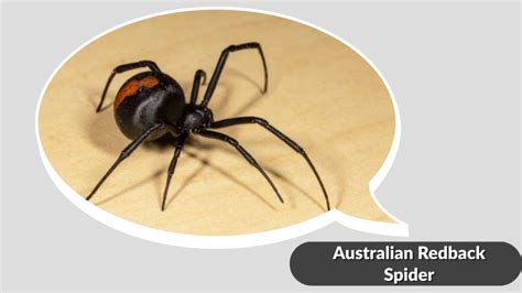 15 Types Of Black And Red Spiders Identification Habitats And Risks
