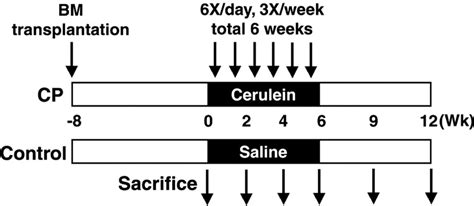Experimental Design Sex Mismatched Bone Marrow BM Transplantation Download Scientific