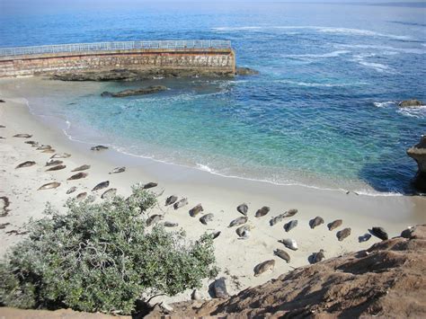 La Jolla Seal Beach Favorite Places Seal Beach La Jolla Seals