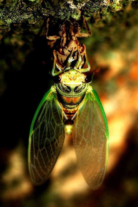 Cicada Crawling Out Of Its Shell Stock Image Image Of Success Cicadidae