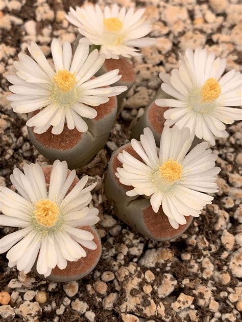 Lithops The Living Stone Plant