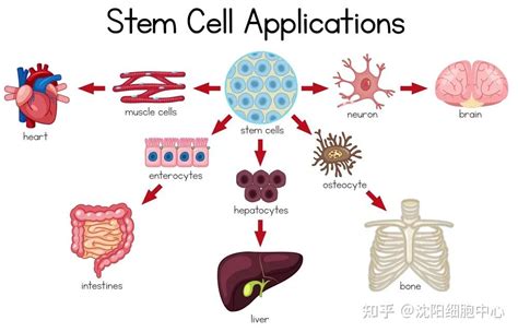 万能的干细胞——再生与修复潜能的发挥 知乎