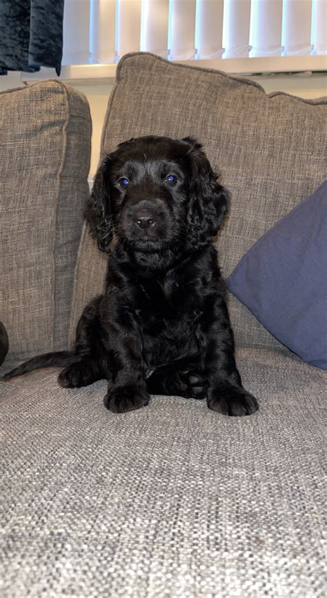 F1 Cockapoo Pups 2 Remaining Ukpets