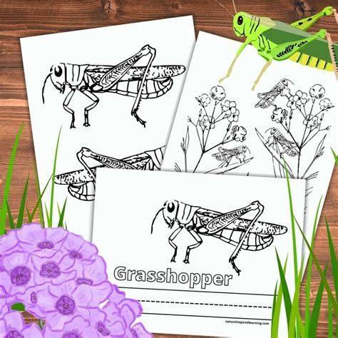 Unique Grasshopper Coloring Pages Nature Inspired Learning