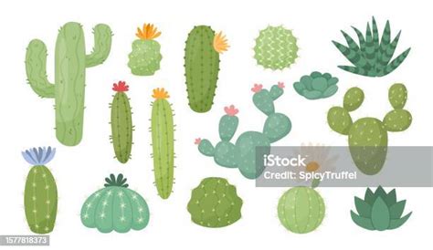 멕시코 선인장 테라리움 즙이 많은 꽃을 피운다 자연 가시가 많은 가시 사막 여름 열대 식물 귀여운 손으로 그린 관엽 식물 장식 요소 벡터 격리 만화 그림 용설란에 대한 스톡