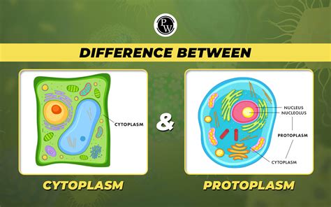 Protoplasm Animal Cell