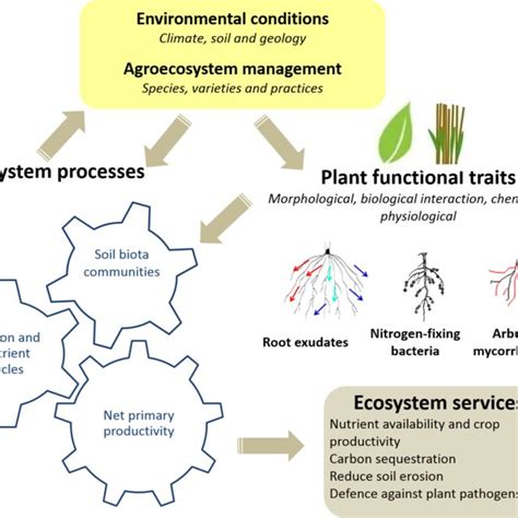 Pdf Plant Functional Traits Soil And Ecosystem Services