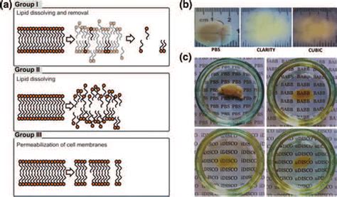 1 Brain Optical Clearing Methods A Optical Clearing Methods Group Download Scientific Diagram