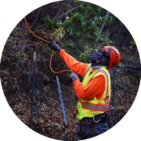 Strategies For Safe And Efficient Tree Removal Arbor Vision Inc