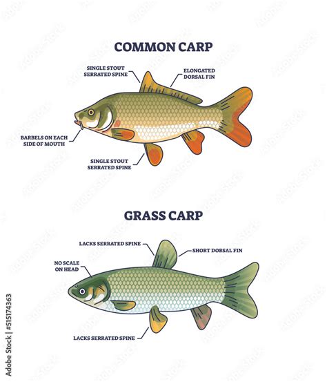 Vetor De Grass Carp Vs Common Carp Species Anatomical Differences Outline Diagram Labeled