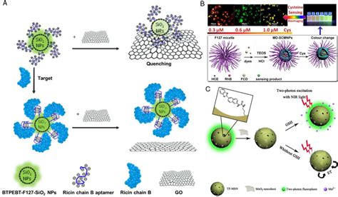 A Schematic Illustration Of Btpebt‐f127‐sio2 Nps For Fluorescent Download Scientific Diagram
